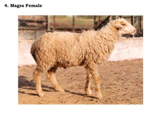 IMPORTANT SHEEP BREEDS IN INDIA | PPTX