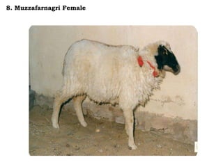 IMPORTANT SHEEP BREEDS IN INDIA | PPTX