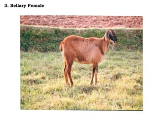 IMPORTANT SHEEP BREEDS IN INDIA | PPTX