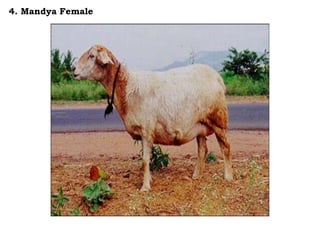 IMPORTANT SHEEP BREEDS IN INDIA | PPTX