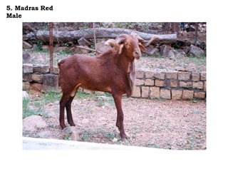 IMPORTANT SHEEP BREEDS IN INDIA | PPTX