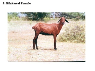 IMPORTANT SHEEP BREEDS IN INDIA | PPTX