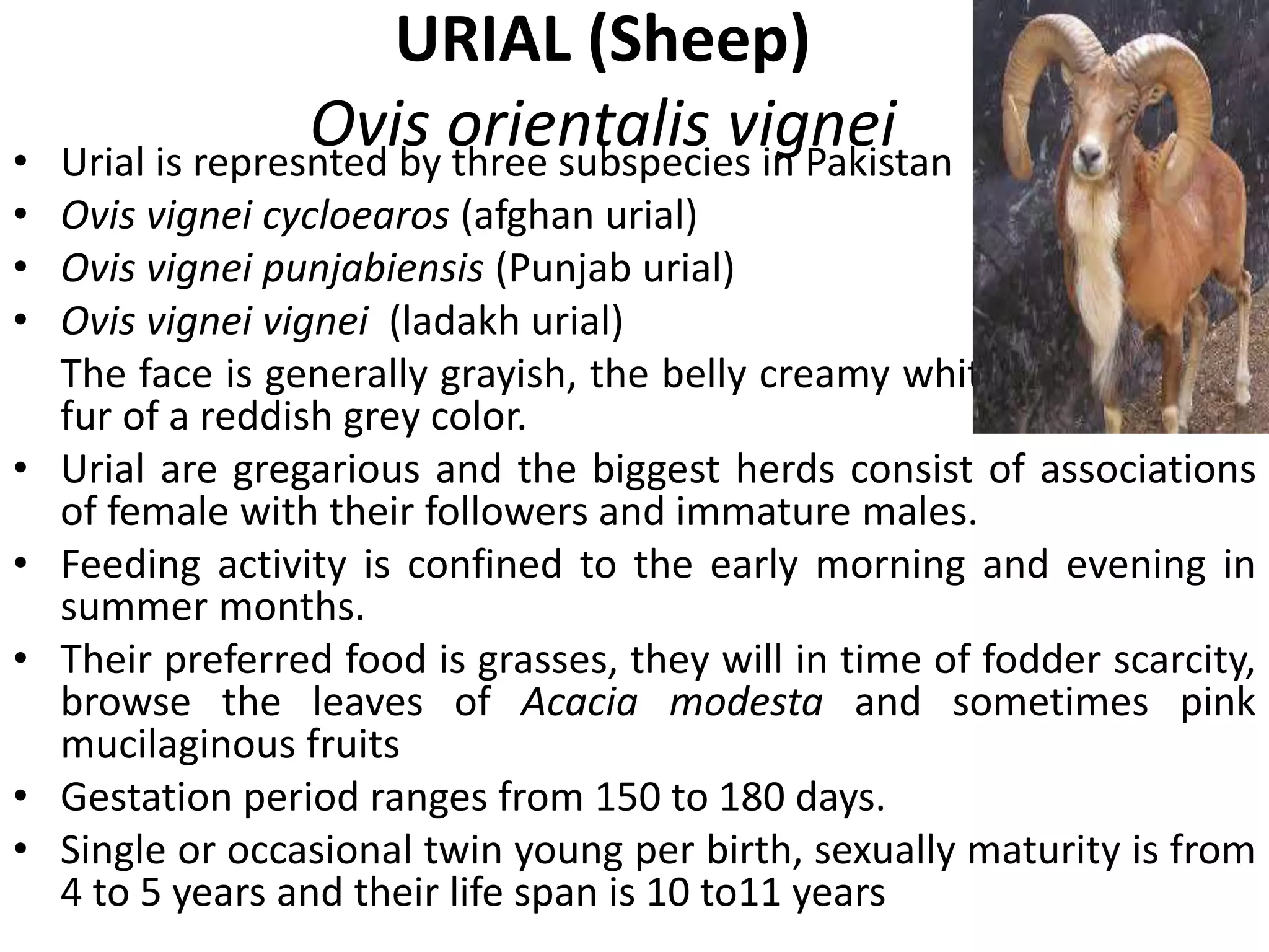 animals distribution | PPT