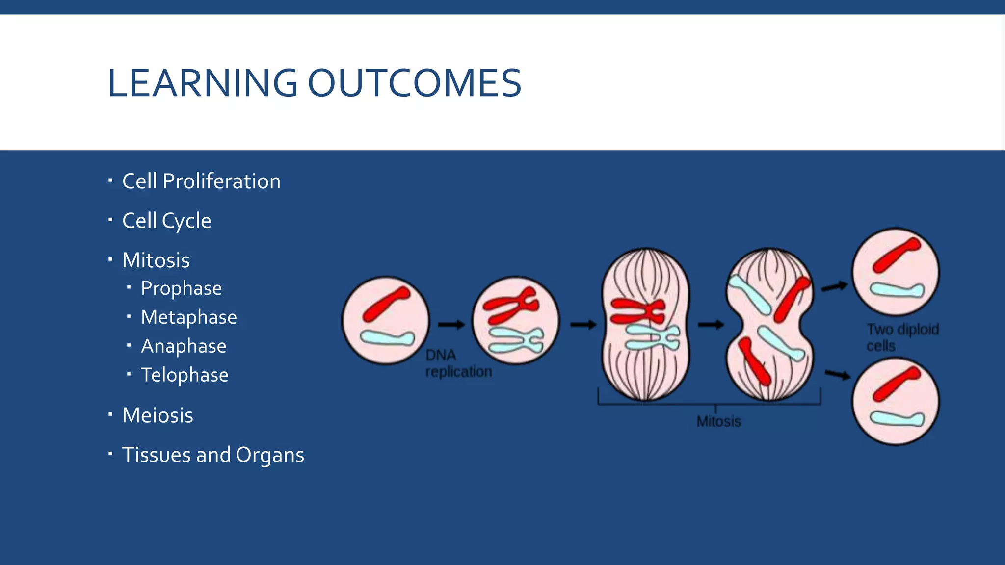 Human cell division | PPT