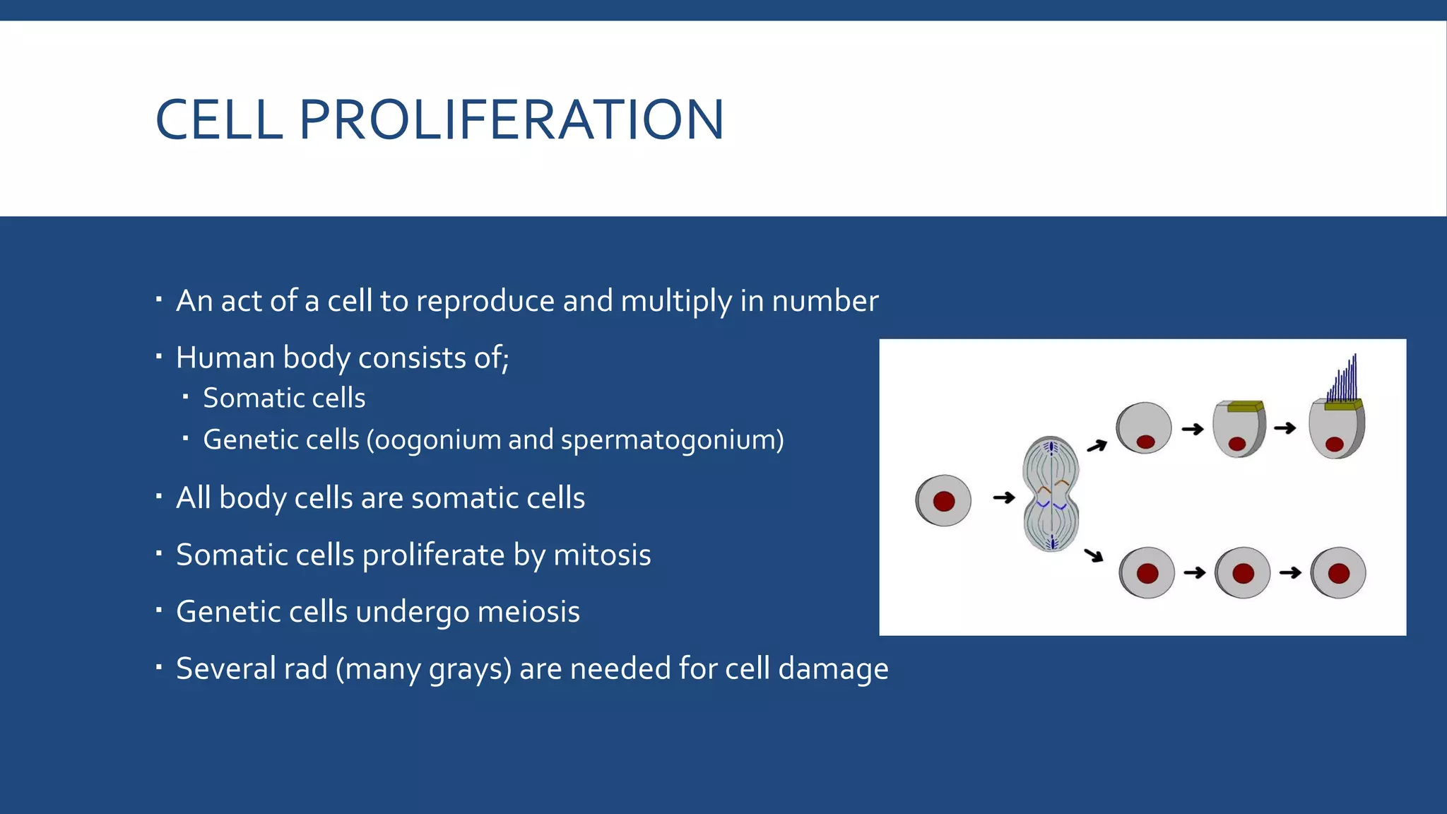 Human cell division | PPT