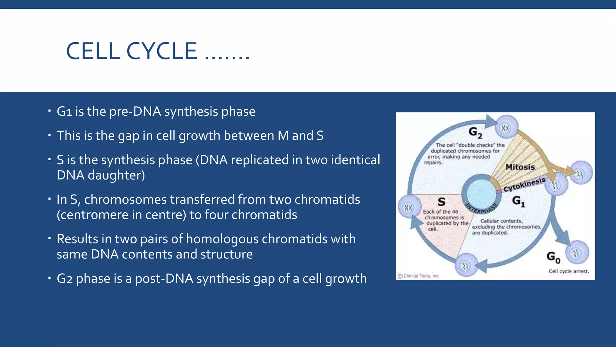 Human cell division | PPT