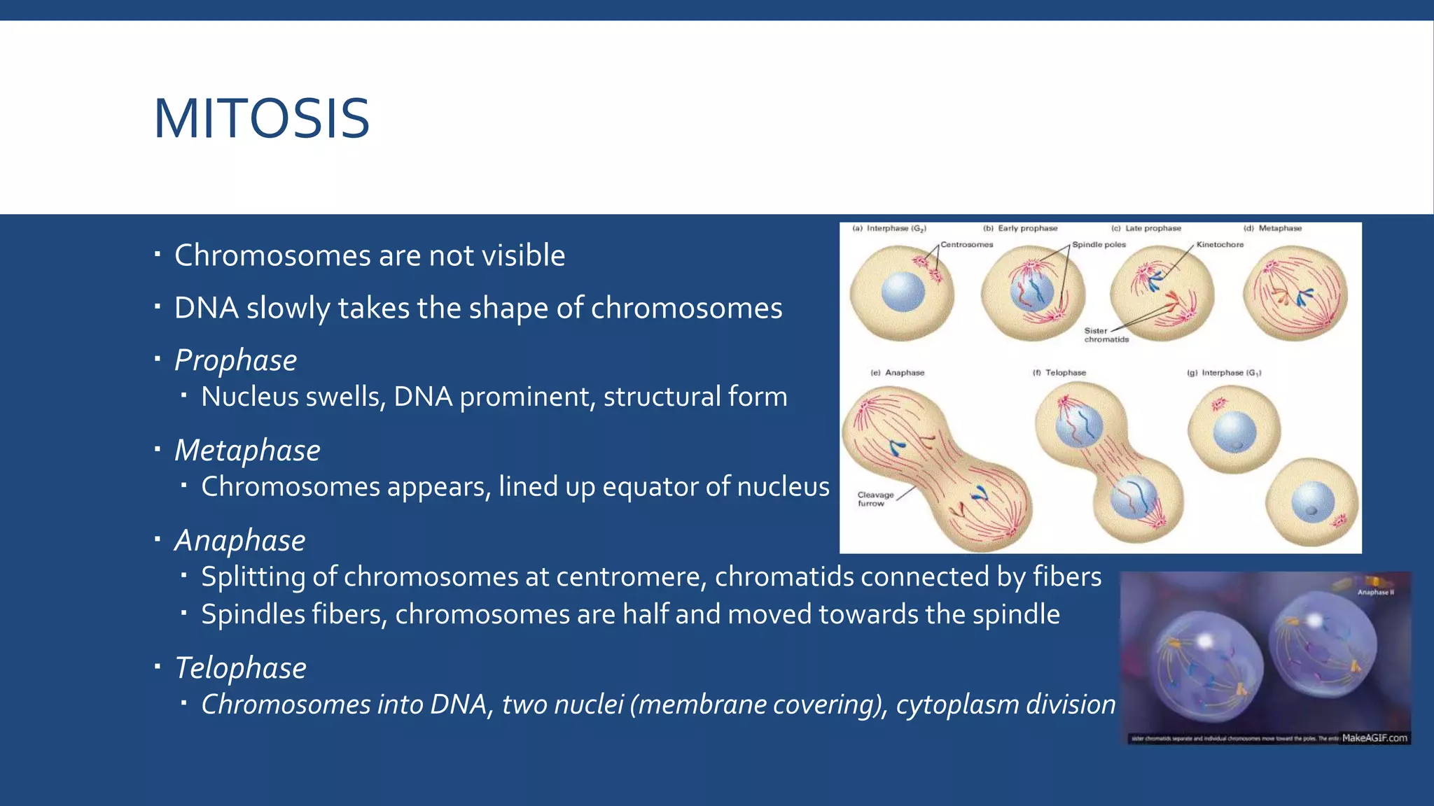Human cell division | PPT