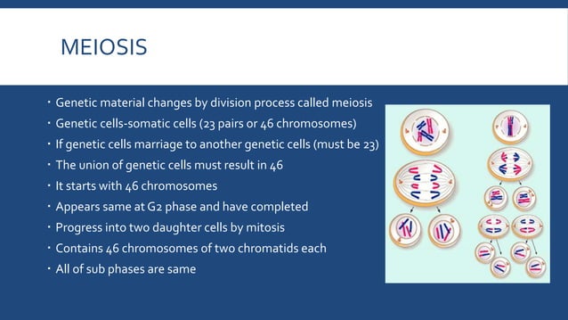 Human cell division | PPT
