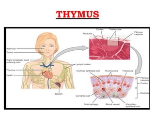 Organs of immune system | PPTX