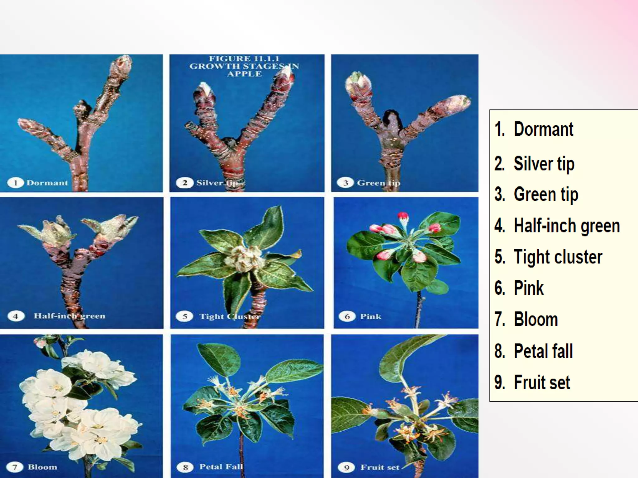 Physiology of flowering in temperate fruit crops | PPTX