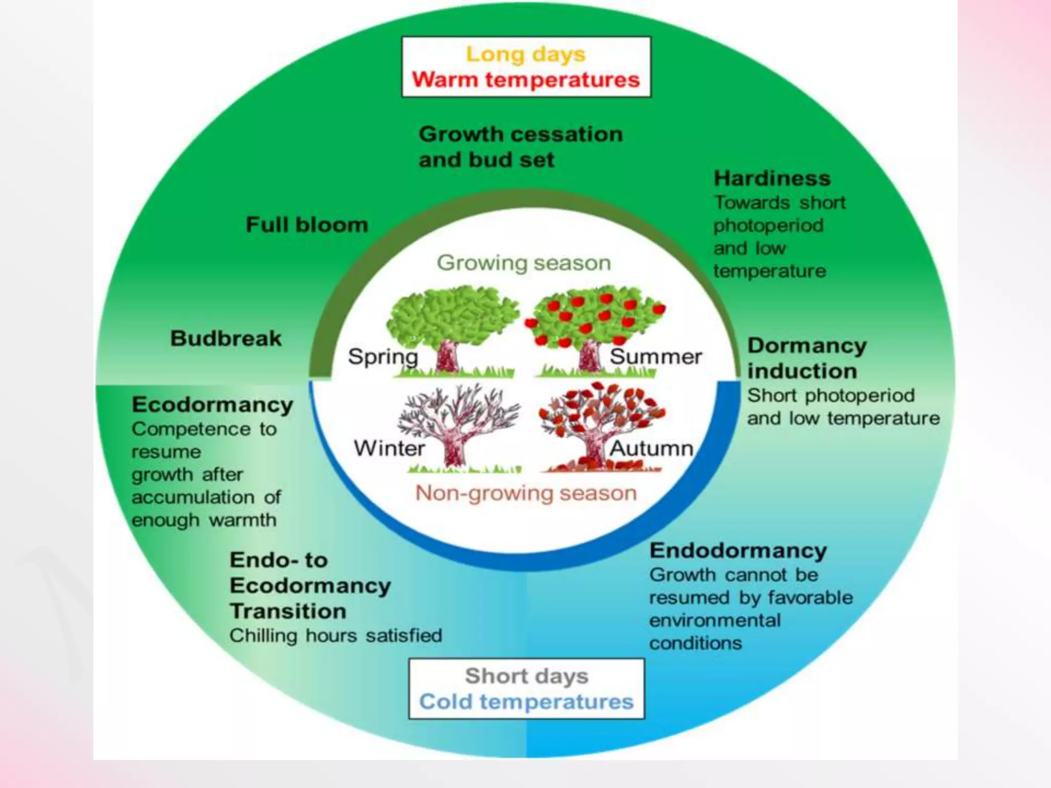 Physiology of flowering in temperate fruit crops | PPTX