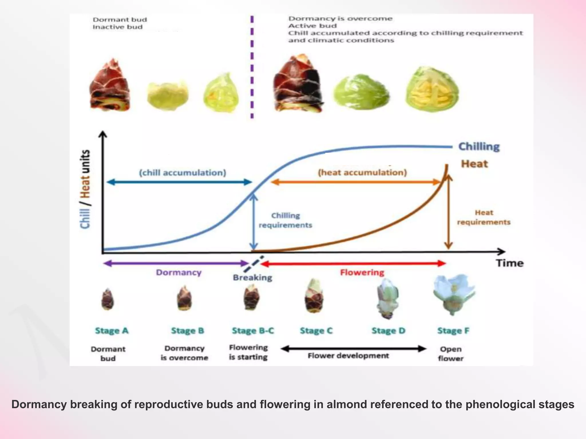 Physiology of flowering in temperate fruit crops | PPTX