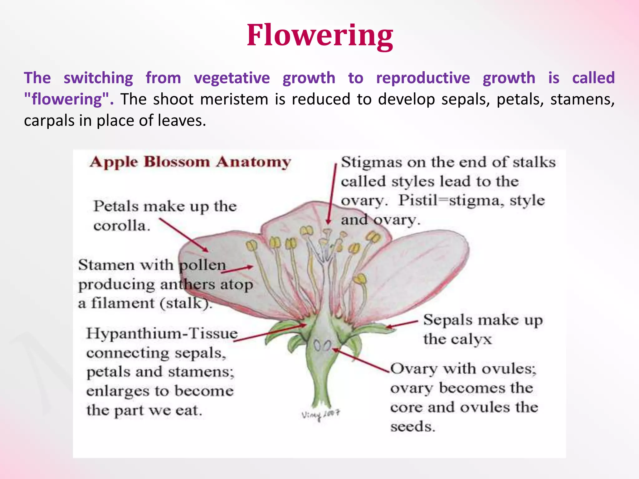 Physiology of flowering in temperate fruit crops | PPTX