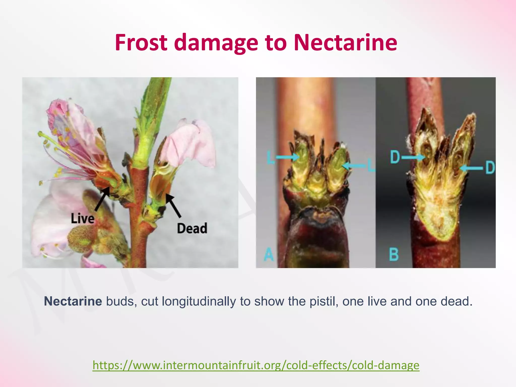 Physiology of flowering in temperate fruit crops | PPTX | Gardening ...