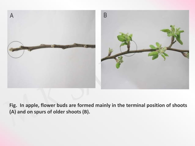 Physiology of flowering in temperate fruit crops | PPTX | Gardening ...