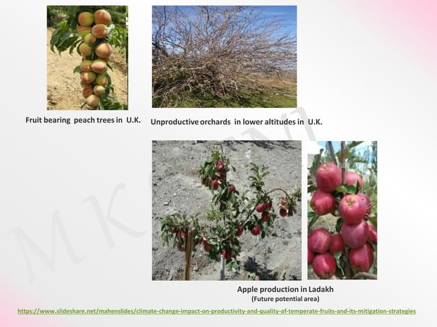 Physiology of flowering in temperate fruit crops | PPTX | Gardening ...