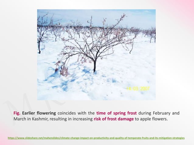 Physiology of flowering in temperate fruit crops | PPTX | Gardening ...