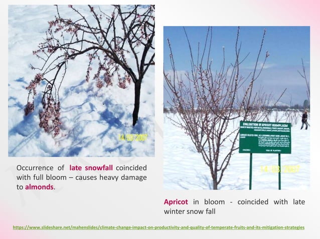 Physiology of flowering in temperate fruit crops | PPTX | Gardening ...