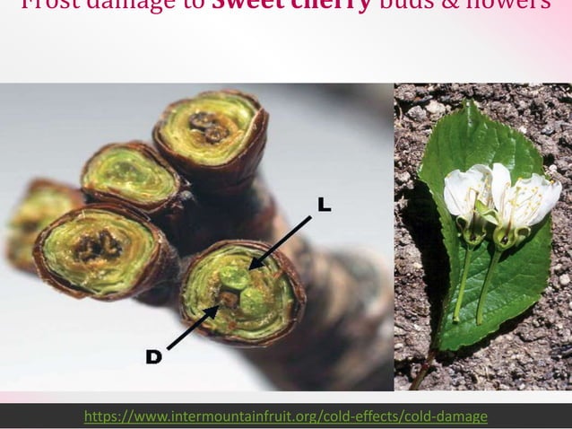Physiology of flowering in temperate fruit crops | PPTX | Gardening ...