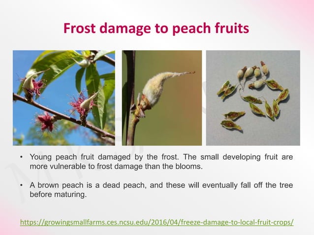 Physiology of flowering in temperate fruit crops | PPT