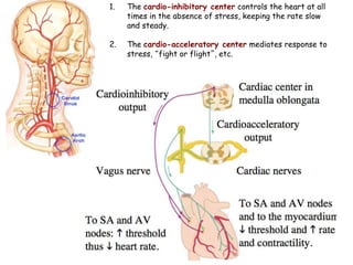 4. control, regulation and disorders heart | PPT