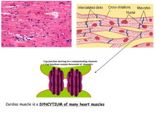4. cardiovascular system | PPT