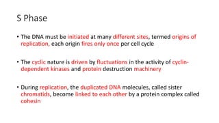 4. cell cycle | PPT