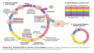 4. cell cycle | PPT