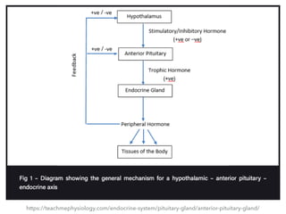 4. pituitary gland | PDF