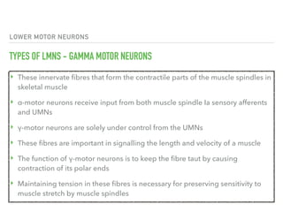 4. motor system | PDF