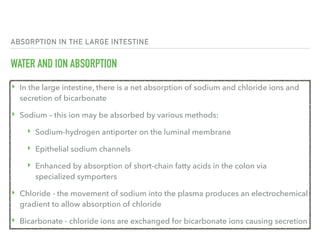 4. the large intestine | PPT