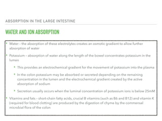 4. the large intestine | PPT