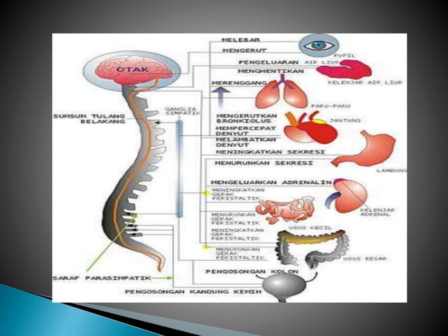 sistem perkemihan | PDF