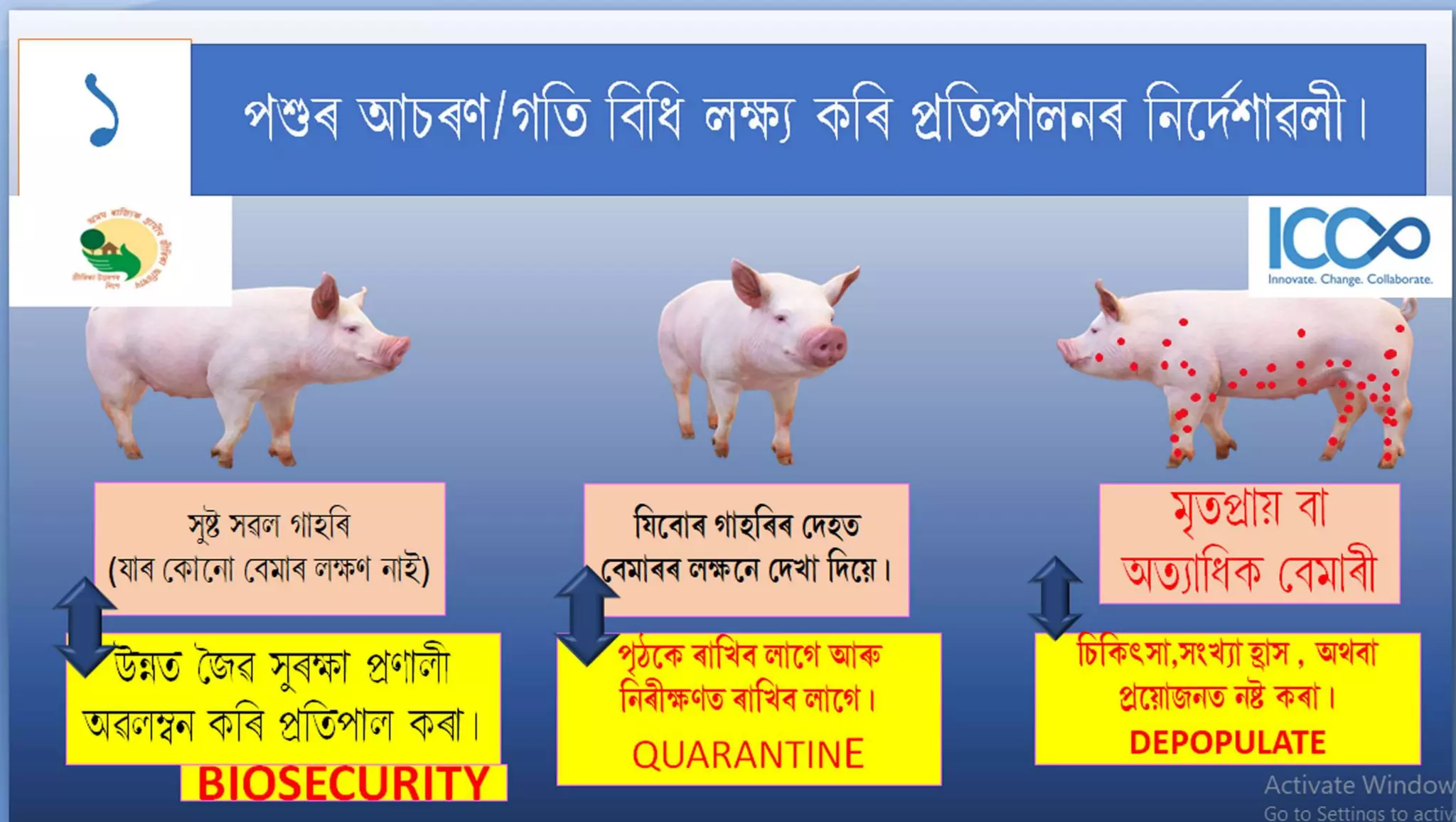 Pig biosecurity outbreak, audit and disinfectants (Assamese) | PDF ...