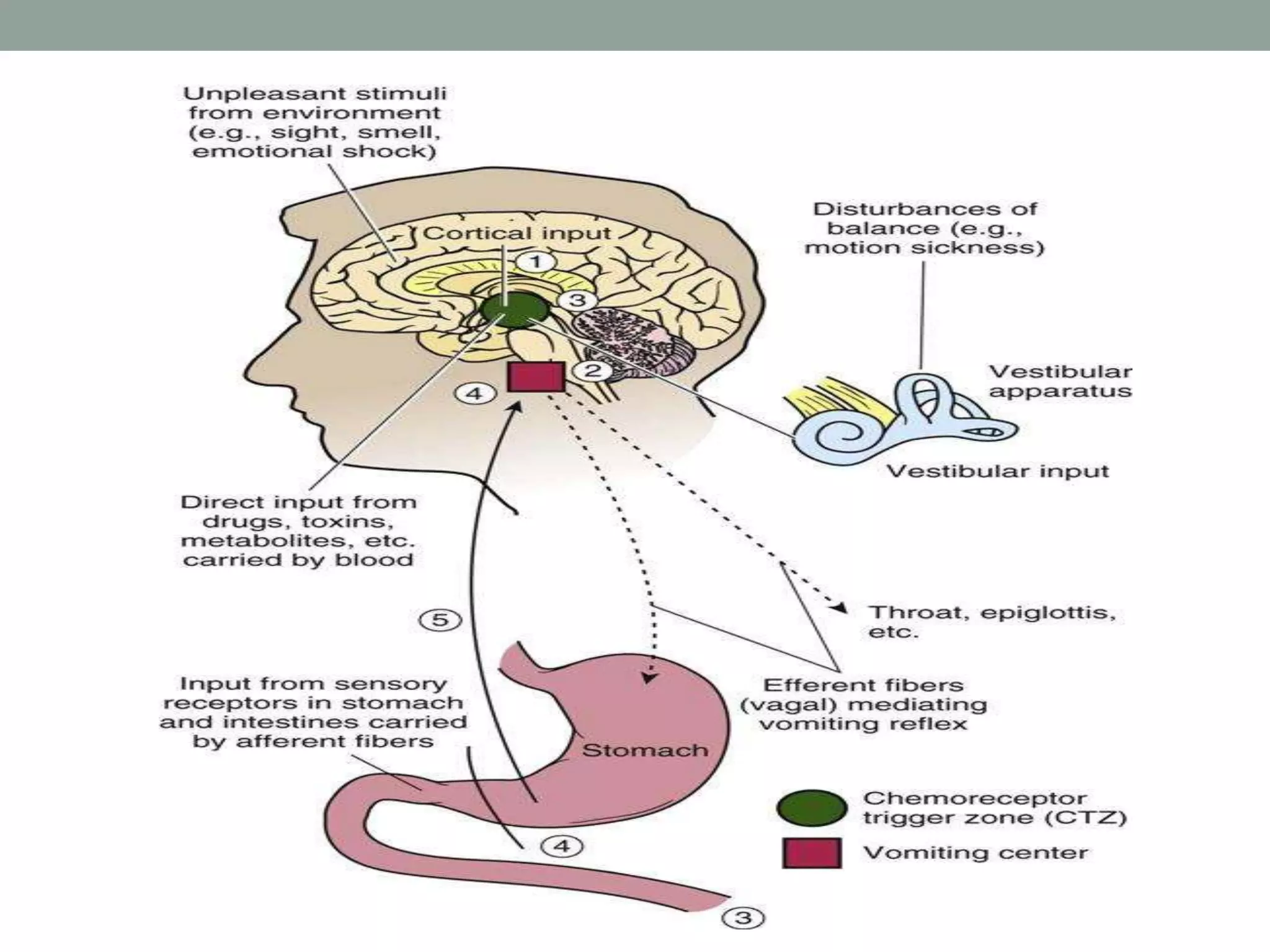 Management of chemotherapy induced nausea and vomiting | PPTX