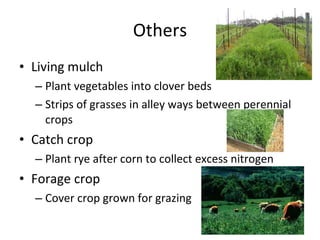 4 21 cover crops | PPT