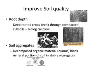 4 21 cover crops | PPT
