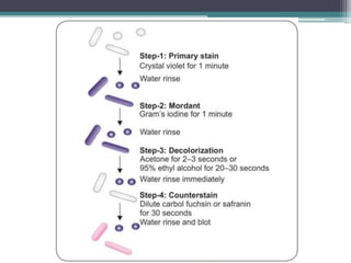 Staining techniques | PPTX