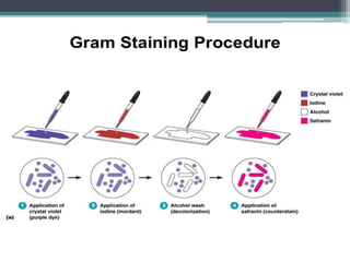 Staining techniques | PPTX