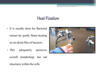 Staining techniques | PPTX