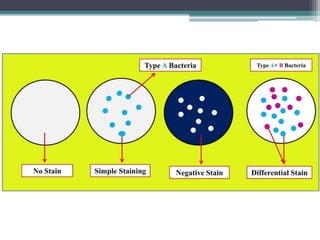 Staining techniques | PPTX