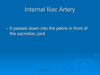 4.abdominal aorta and ivc | PPT