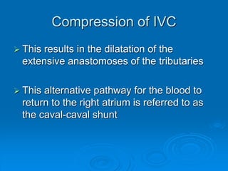 4.abdominal aorta and ivc | PPT