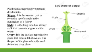 Sexual reproduction in flowering plant | PPT