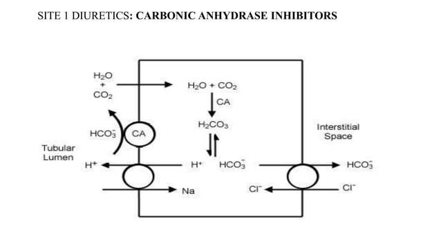 Diuretics and CVS.pptx