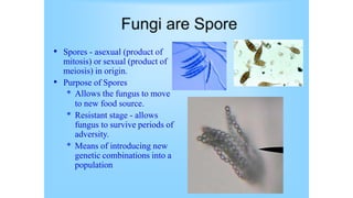 Kingdom of fungi by Bnp | PDF