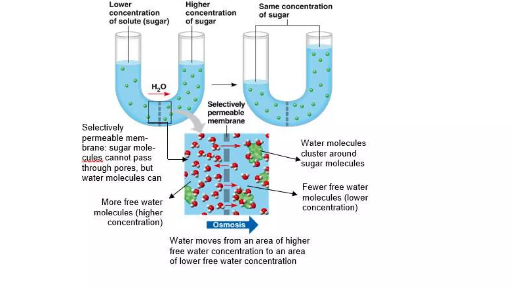 Membrane Transport System | PPT