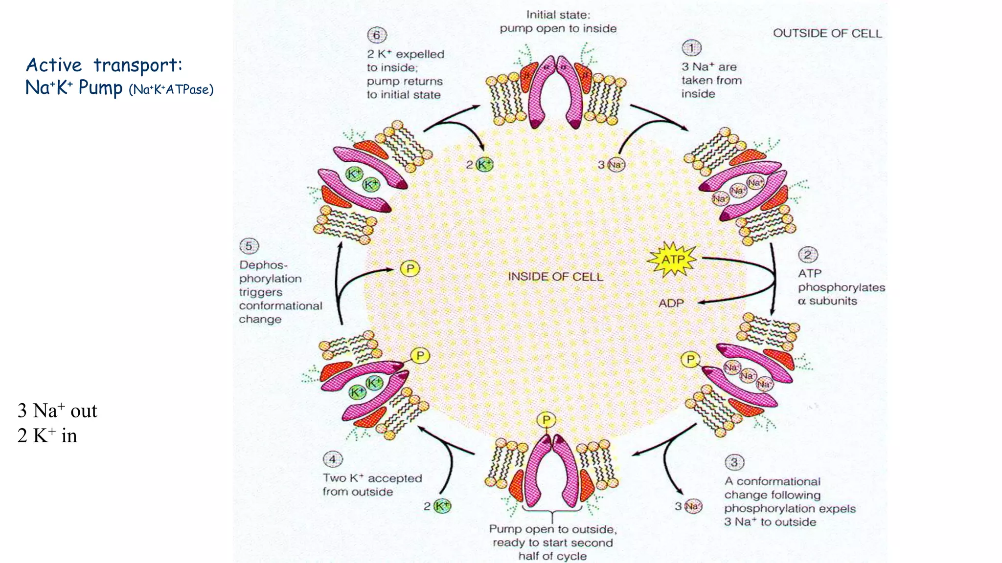 Membrane Transport System | PPT