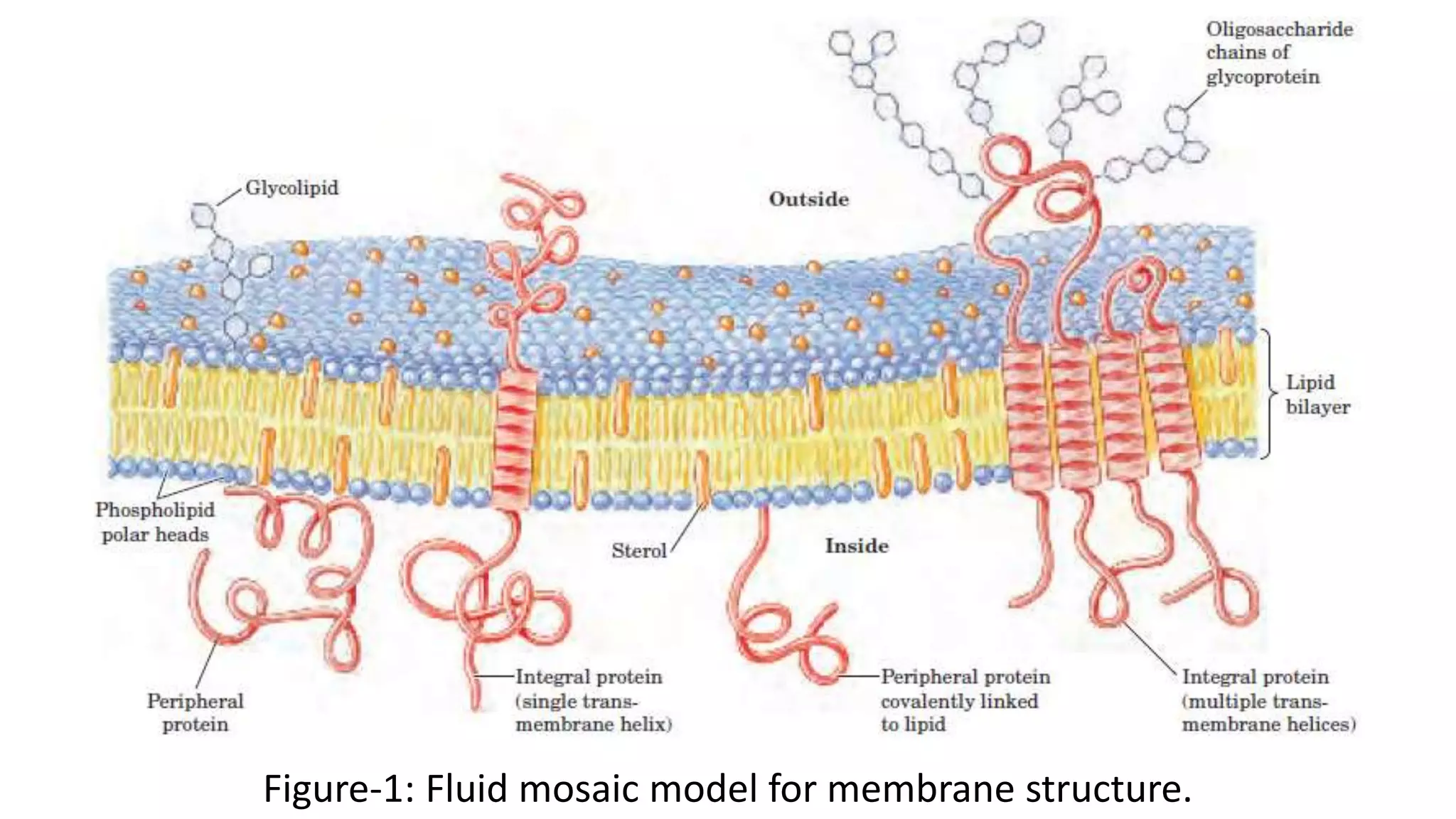 Membrane Transport System | PPT