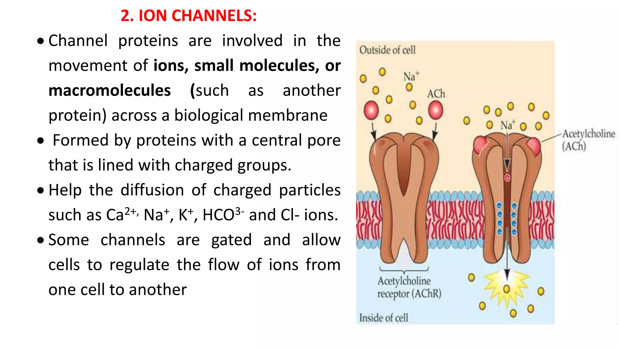 Membrane Transport System | PPT